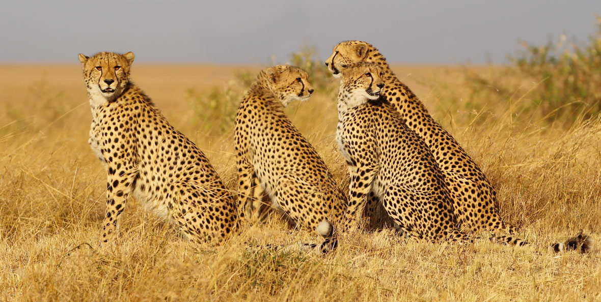 Guépard | Tropicarept