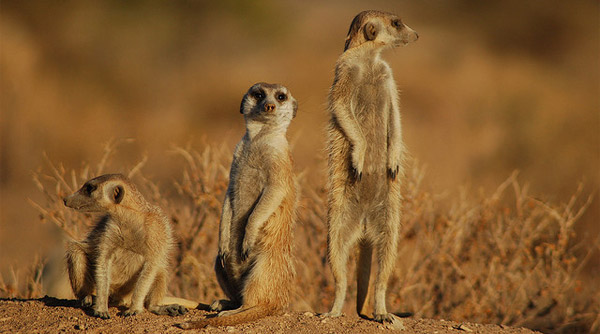 Suricate | Tropicarept